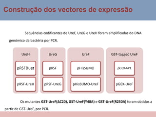 Assembly of Preactivation Complex for Urease Maturation in Helicobacter ...