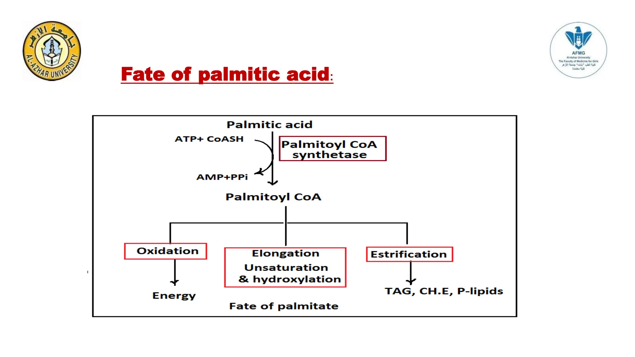 L bio10 Fatty acid biosynthesis.pptx