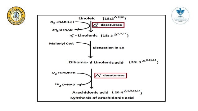 L bio10 Fatty acid biosynthesis.pptx
