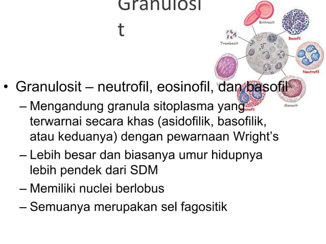 LBM 1 - fisiologi darah.pptx ........... | PPT