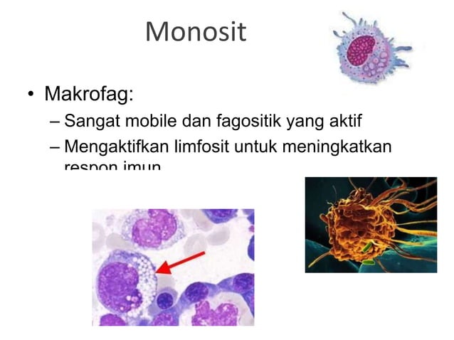 LBM 1 - fisiologi darah.pptx ........... | PPT