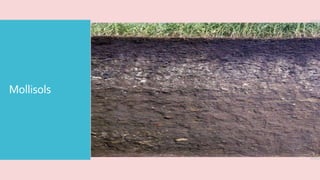 classification of soil | PPTX
