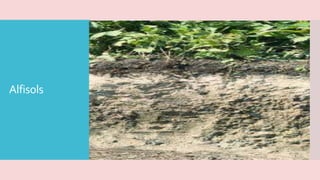 classification of soil | PPTX