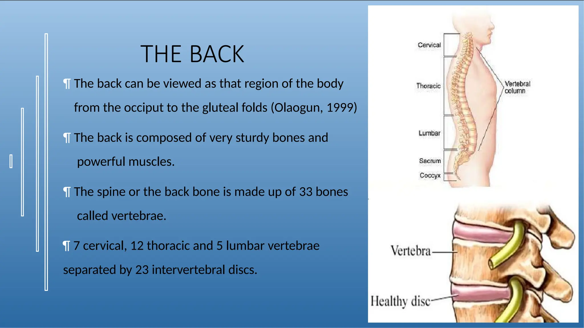 low back pain and its pathophysiology with management | PPTX