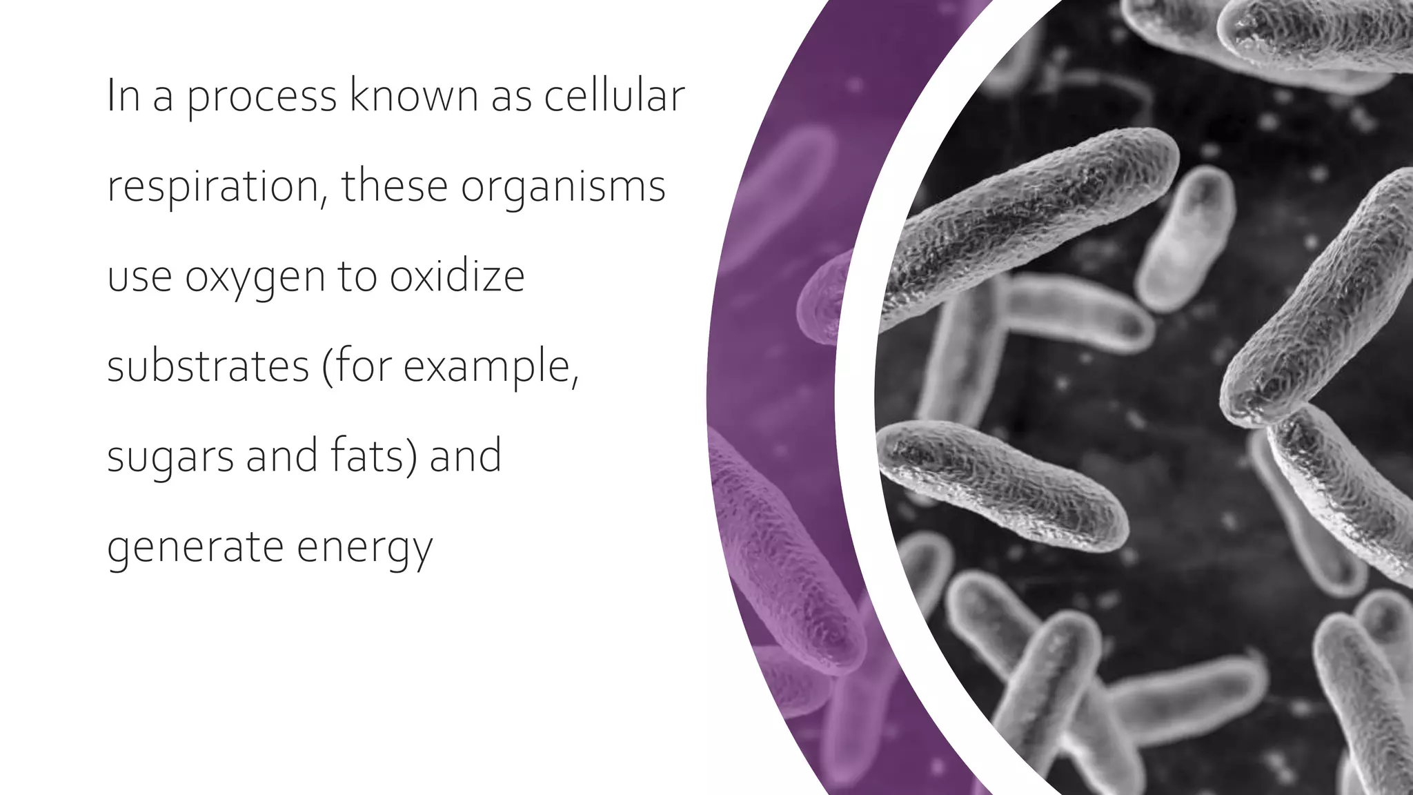 Aerobic Bacteria | PPTX