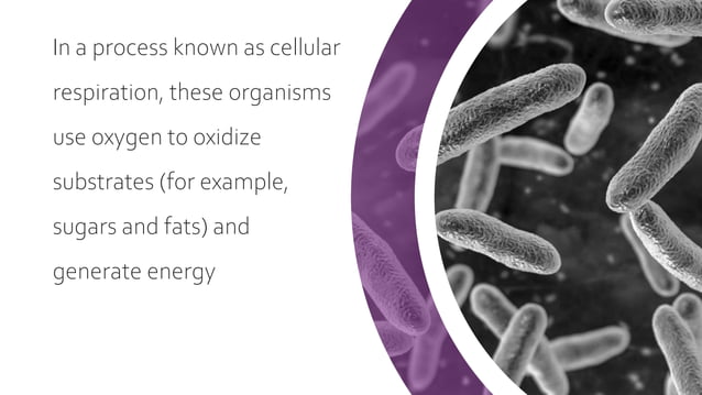 Aerobic Bacteria | PPTX | Science