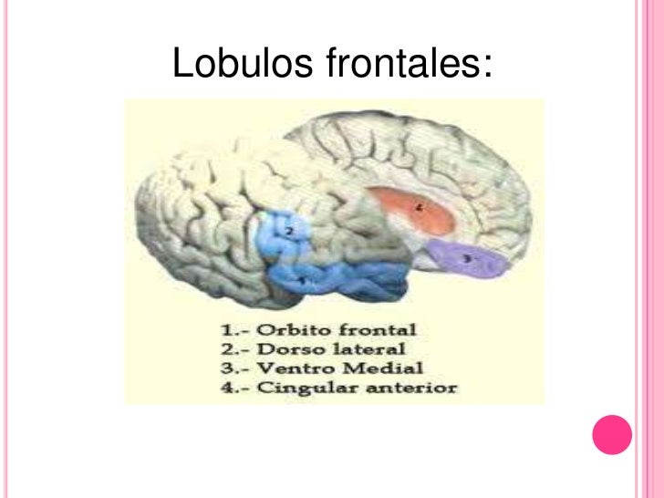 Lóbulo frontal