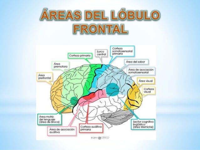 Lóbulo frontal