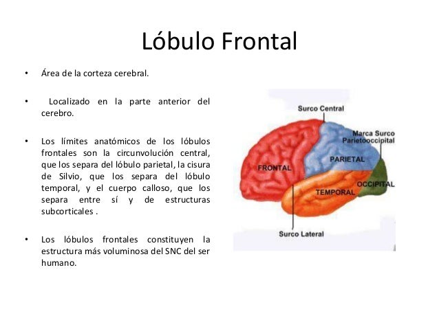 Lóbulo frontal