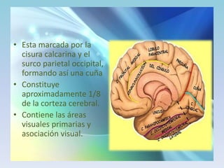Lóbulo occipital | PPTX