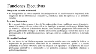 Anatomía y Funciones de las Capas Corticales y Lóbulos Cerebrales | PPTX