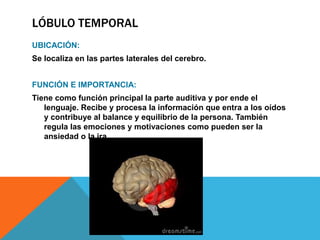 Lóbulos Cerebrales | PPTX