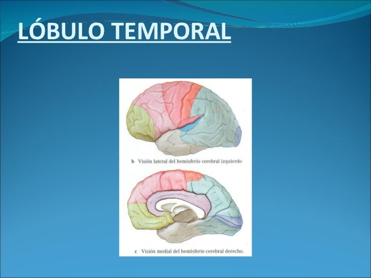 Lóbulo temporal