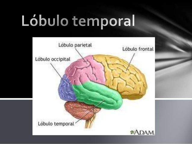 Lóbulo temporal anatomia