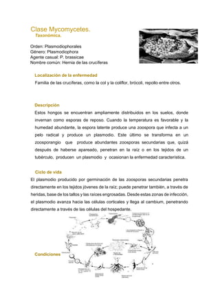 álbum electrónico de enfermedades fitopatógenas _Guatemala | PDF