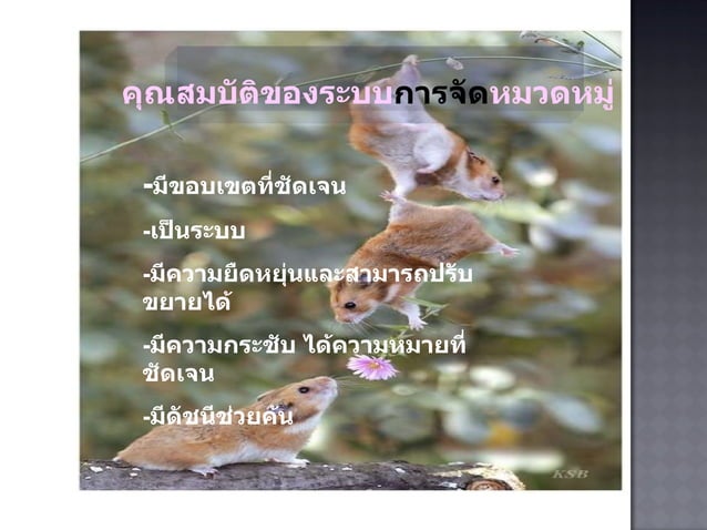 Lc Classification System Ppt