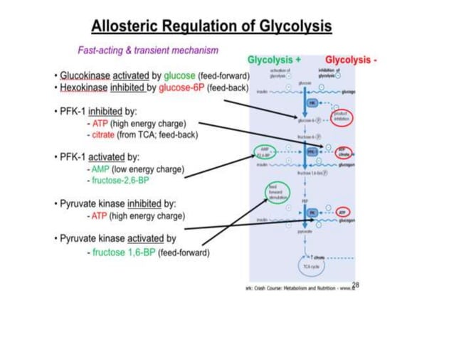 Allosteric Enzyme | PPTX | Chemistry | Science