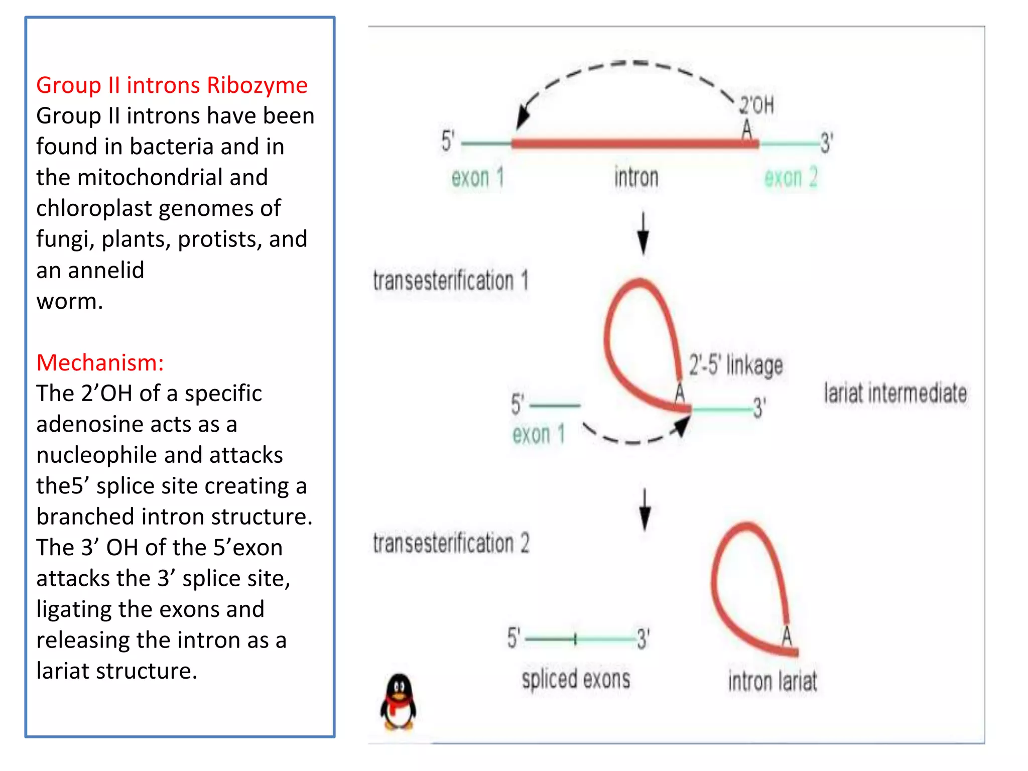 Classification of Ribozyme | PPTX
