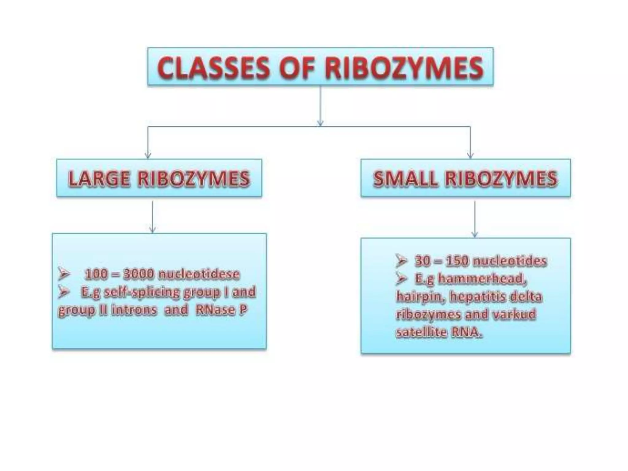 Classification of Ribozyme | PPTX