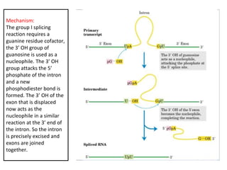 Classification of Ribozyme | PPTX