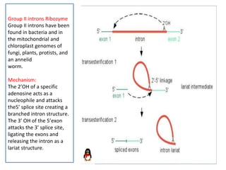 Classification of Ribozyme | PPTX