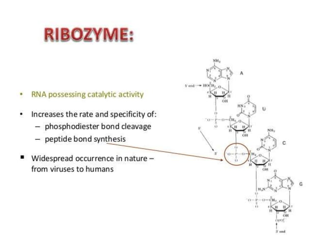 Classification of Ribozyme | PPTX