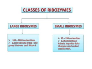 Classification of Ribozyme | PPTX