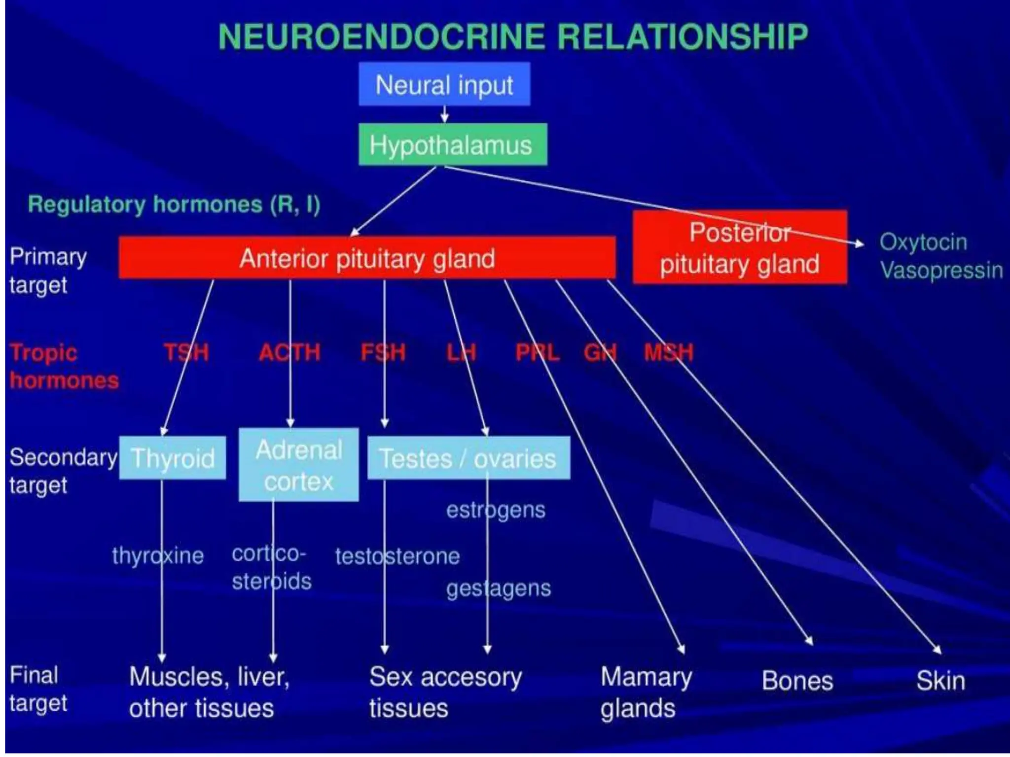 Physiology of endocrine system (types).pptx