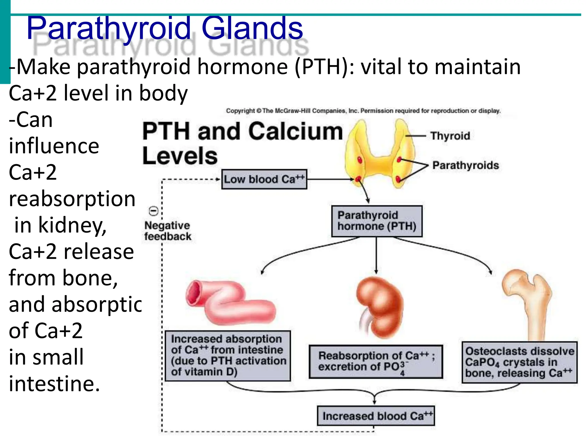 Physiology of endocrine system (types).pptx
