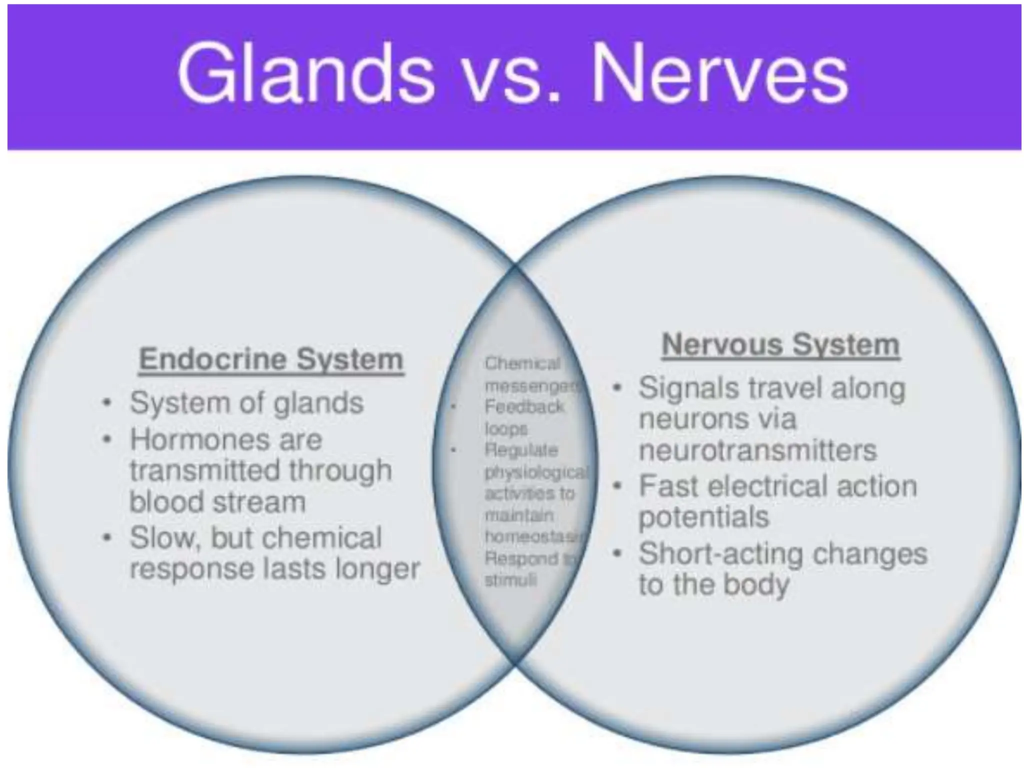 Physiology of endocrine system (types).pptx