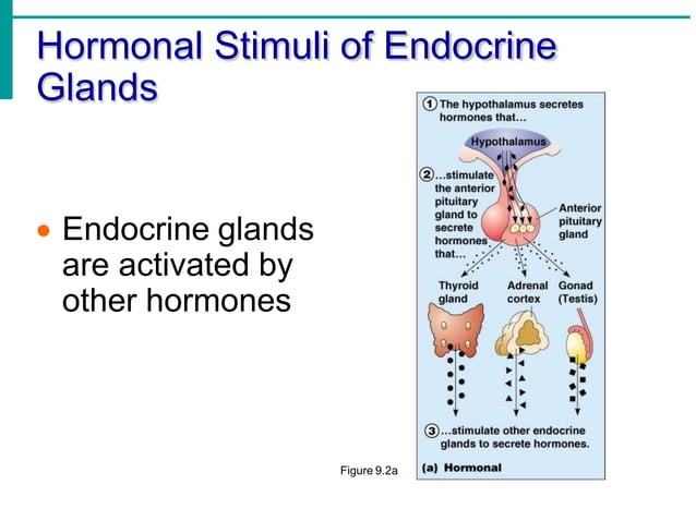 Physiology of endocrine system (types).pptx