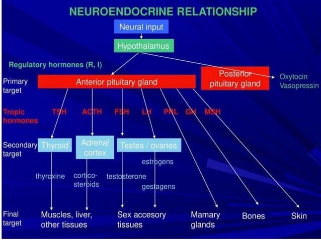 Physiology of endocrine system (types).pptx