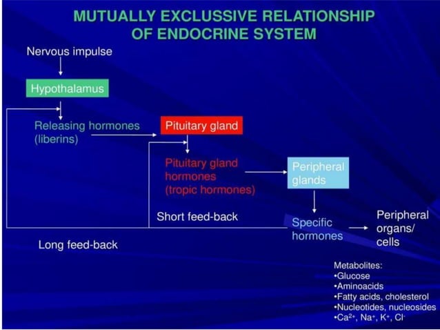 Physiology of endocrine system (types).pptx
