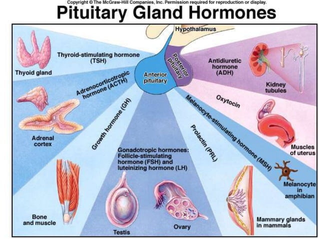 Physiology of endocrine system (types).pptx