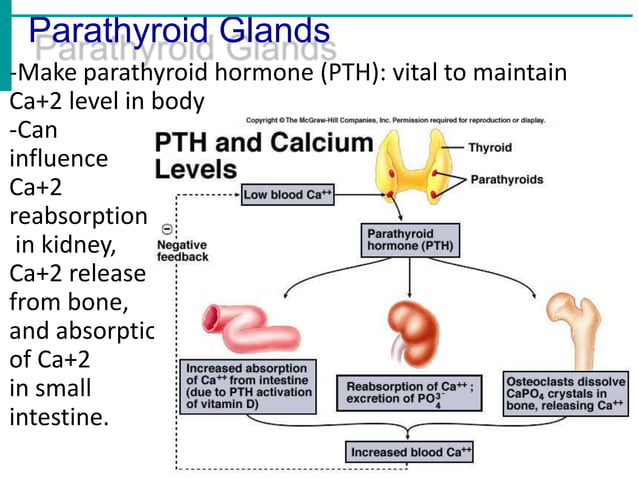 Physiology of endocrine system (types).pptx