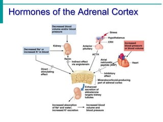 Physiology of endocrine system (types).pptx