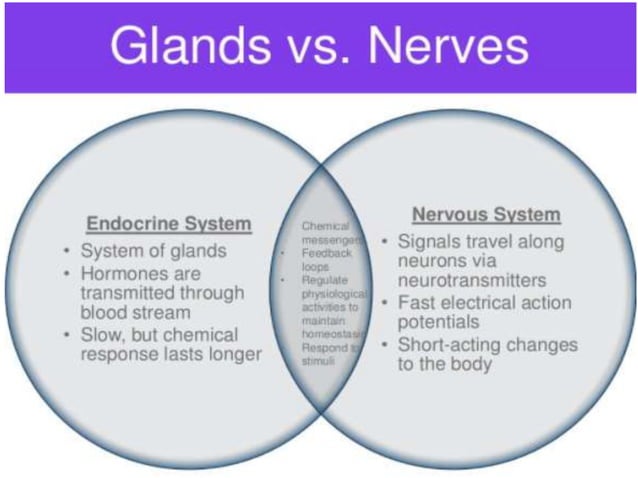 Physiology of endocrine system (types).pptx