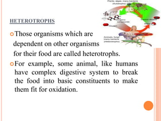 life_process_and_homeostasis.pptx
