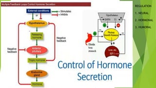 Biochemistry of Endocrine Glands | PPTX