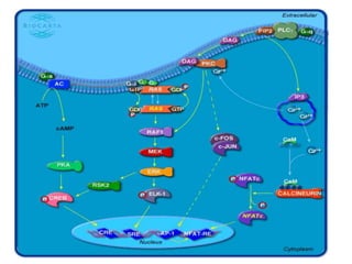 Lc,cat,gfp,gal | PPT
