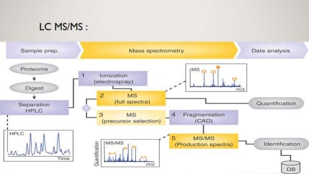 Lc ms ms