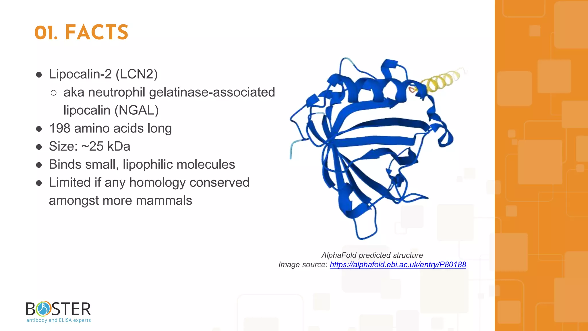 Learn LCN2/NGAL in 3 minutes | Lipocalin-2 | PPTX