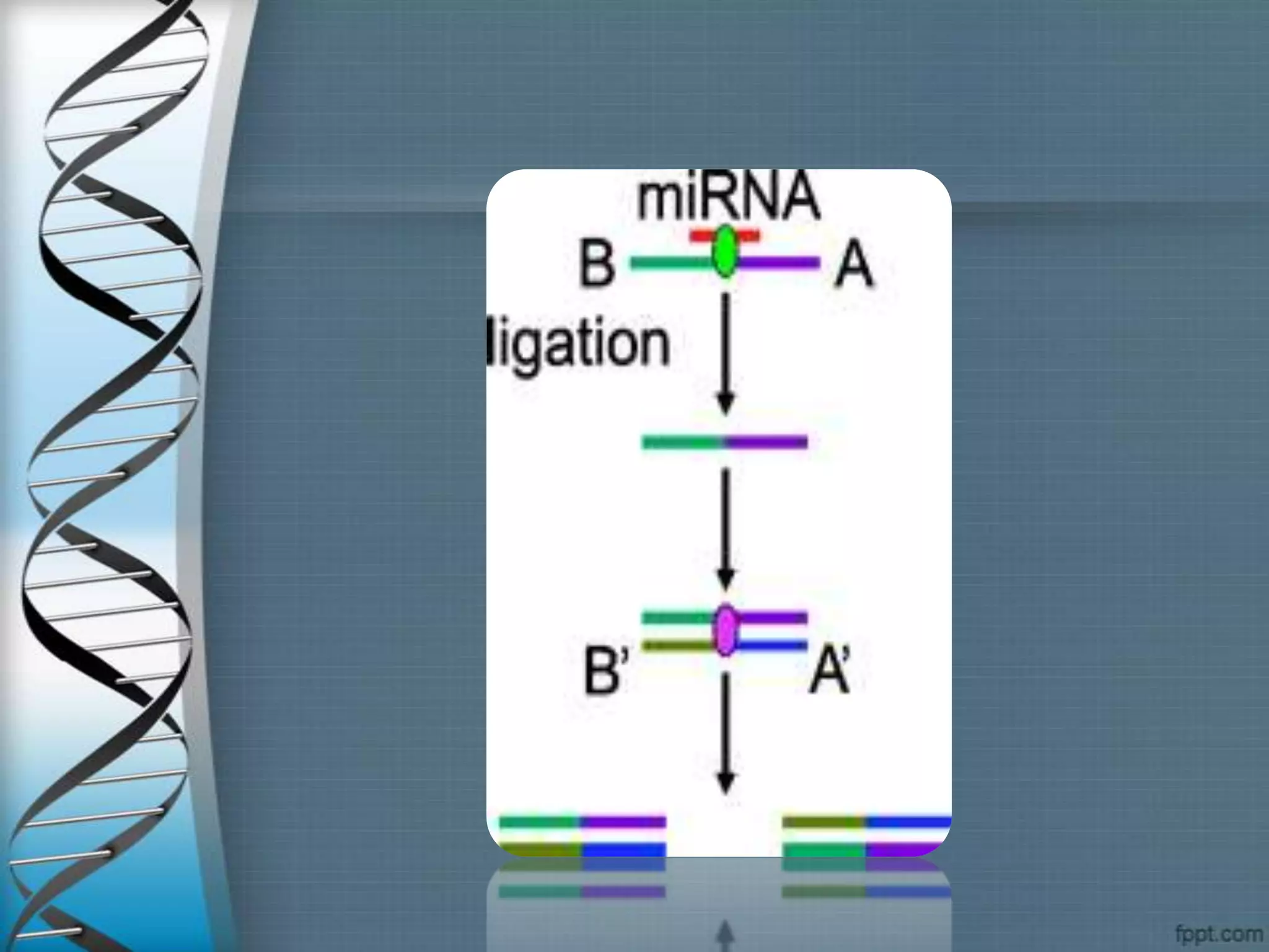 Ligase Chain Reaction(LCR) | PPTX