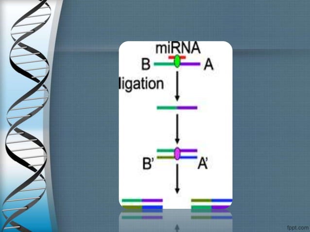 Ligase Chain Reaction(LCR) | PPTX | Chemistry | Science