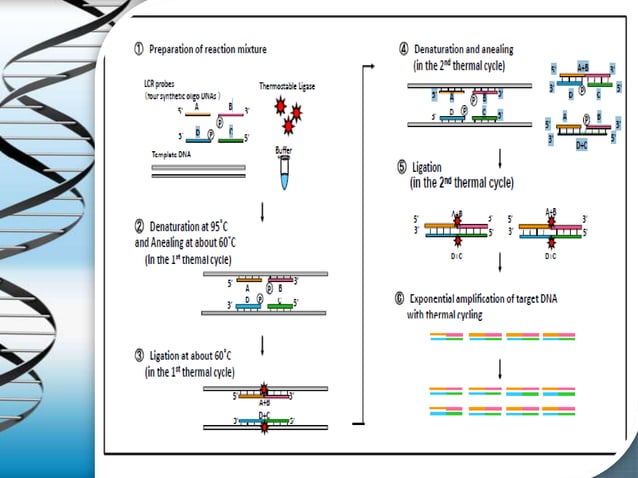 Ligase Chain Reaction(LCR)
