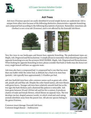 Ash Trees by LCS Tree Service | PDF | Landscaping | Home & Garden