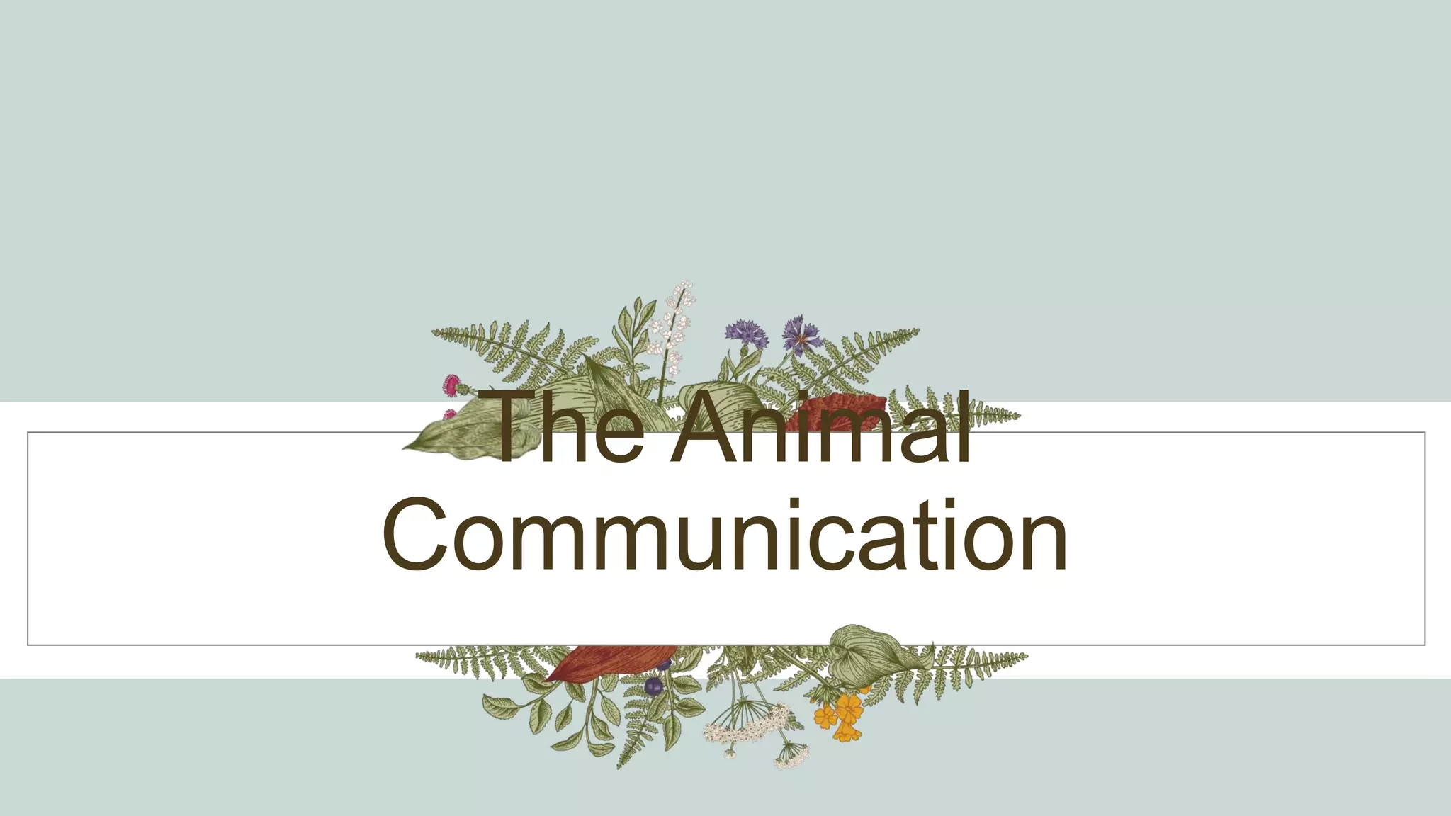 Non-Human Communication | PPTX