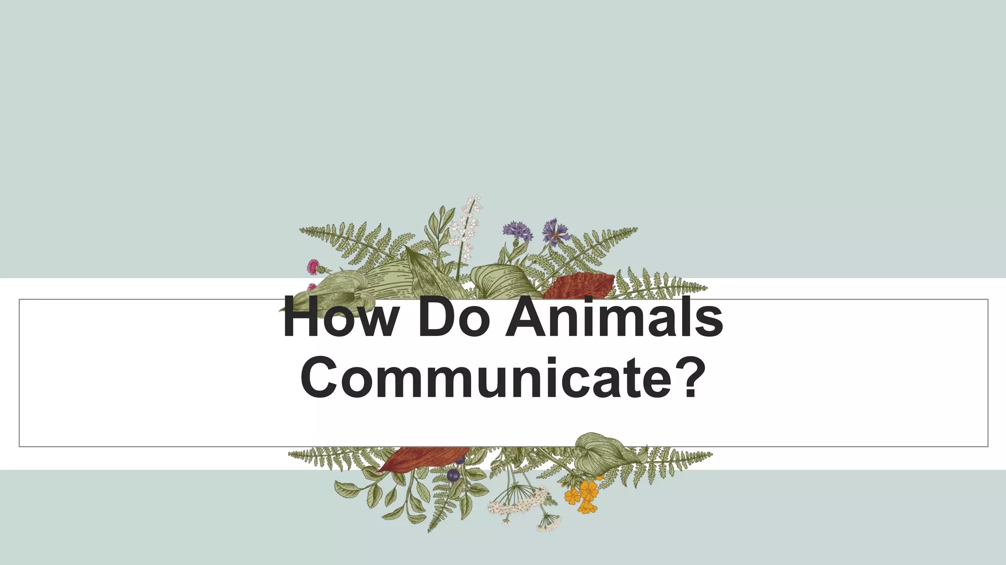 Non-Human Communication | PPTX