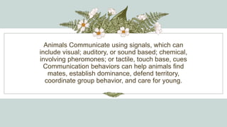 Non-Human Communication | PPTX