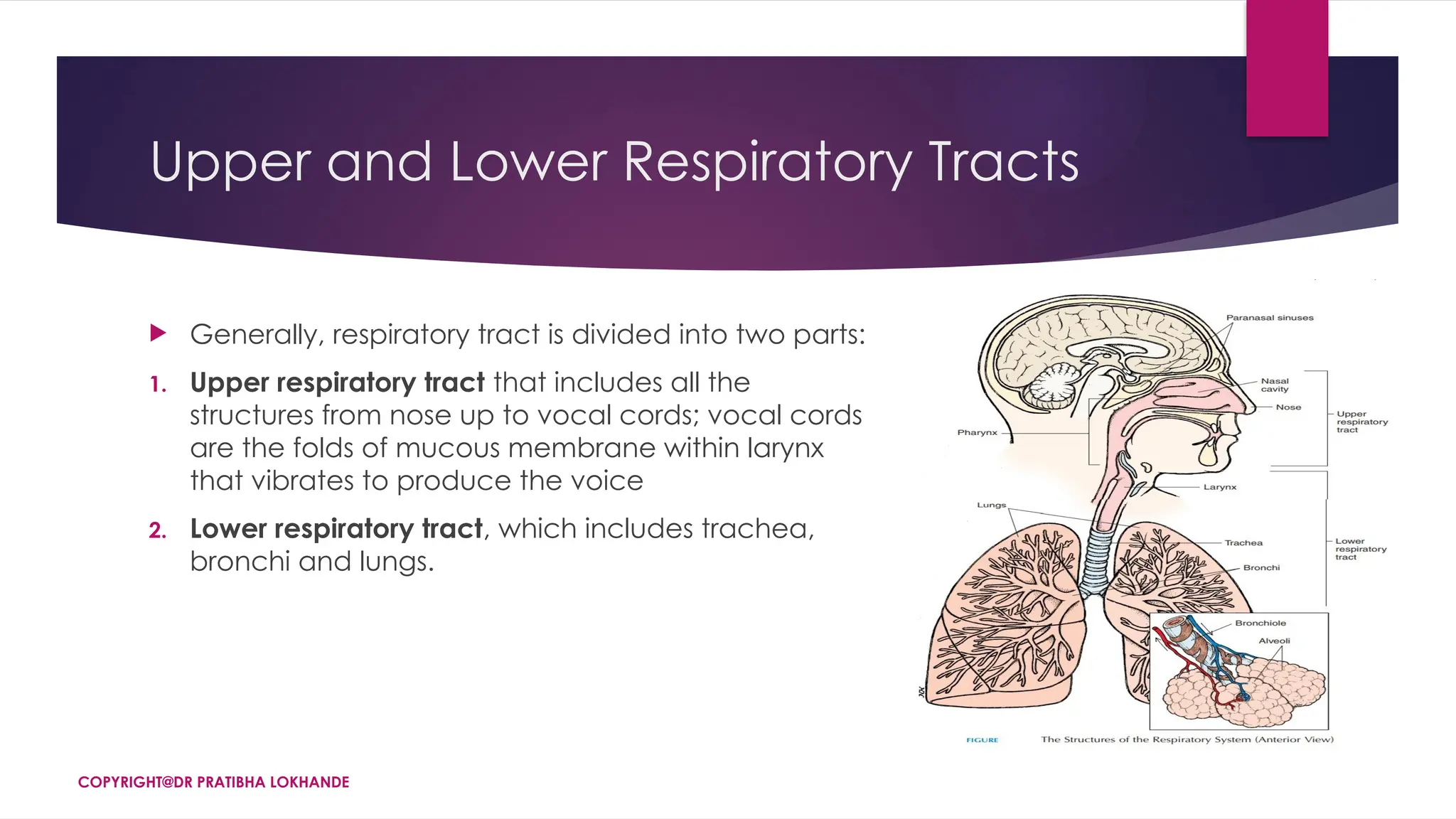 PHYSIOLOGY OF RESPIRATORY SYSTEM- FUCTIONAL ANATOMY OF RESPIRATORY ...